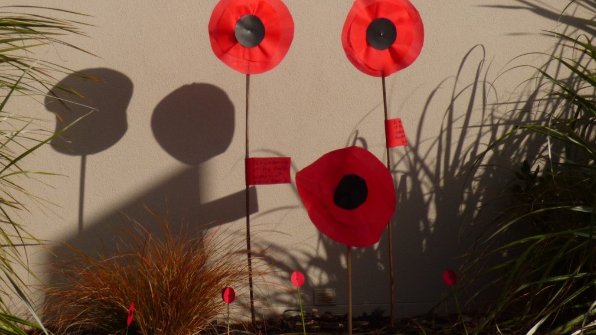 Spontaneous display of large and small poppies – Raglan & District Museum