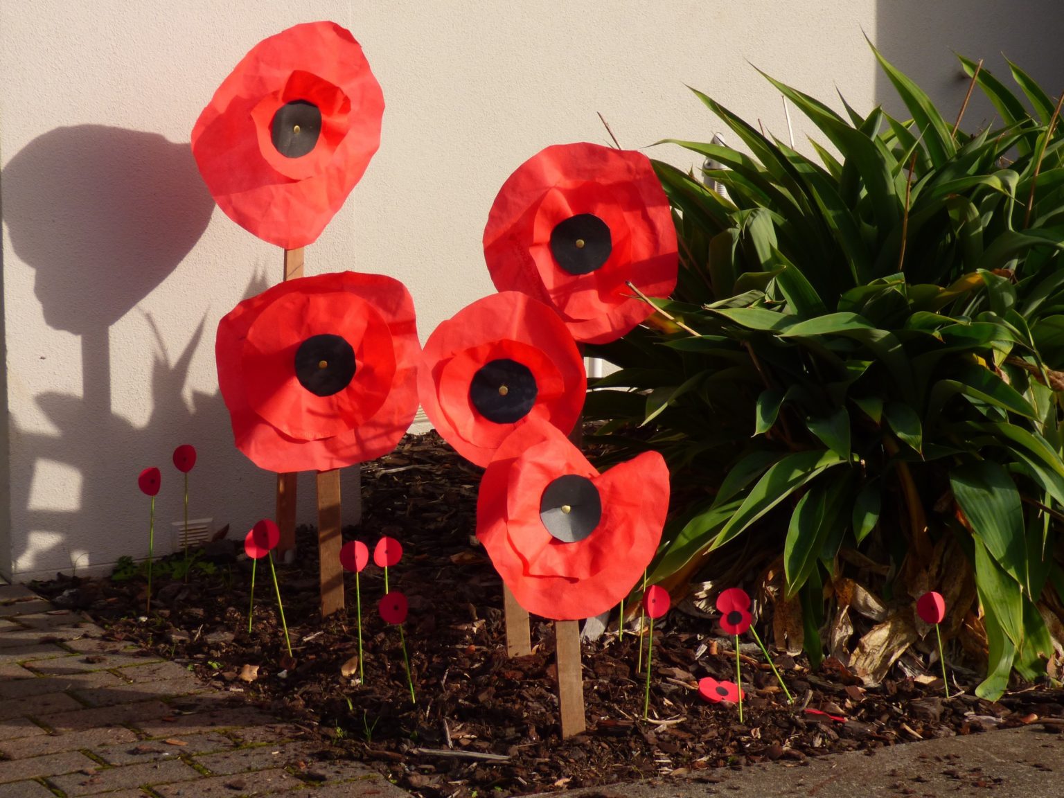 Spontaneous display of large and small poppies – Raglan & District Museum